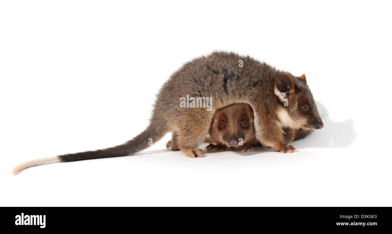 Possum Cut Out Stock Images & Pictures - Alamy