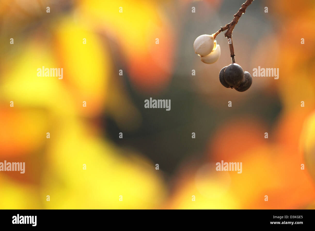 Chinese tallow tree hi-res stock photography and images - Alamy