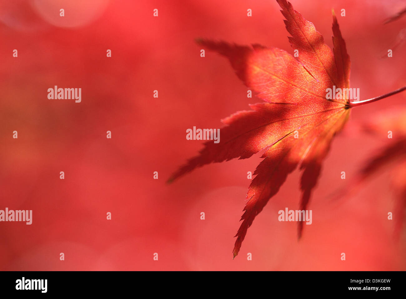 Red maple leaf hi-res stock photography and images - Alamy