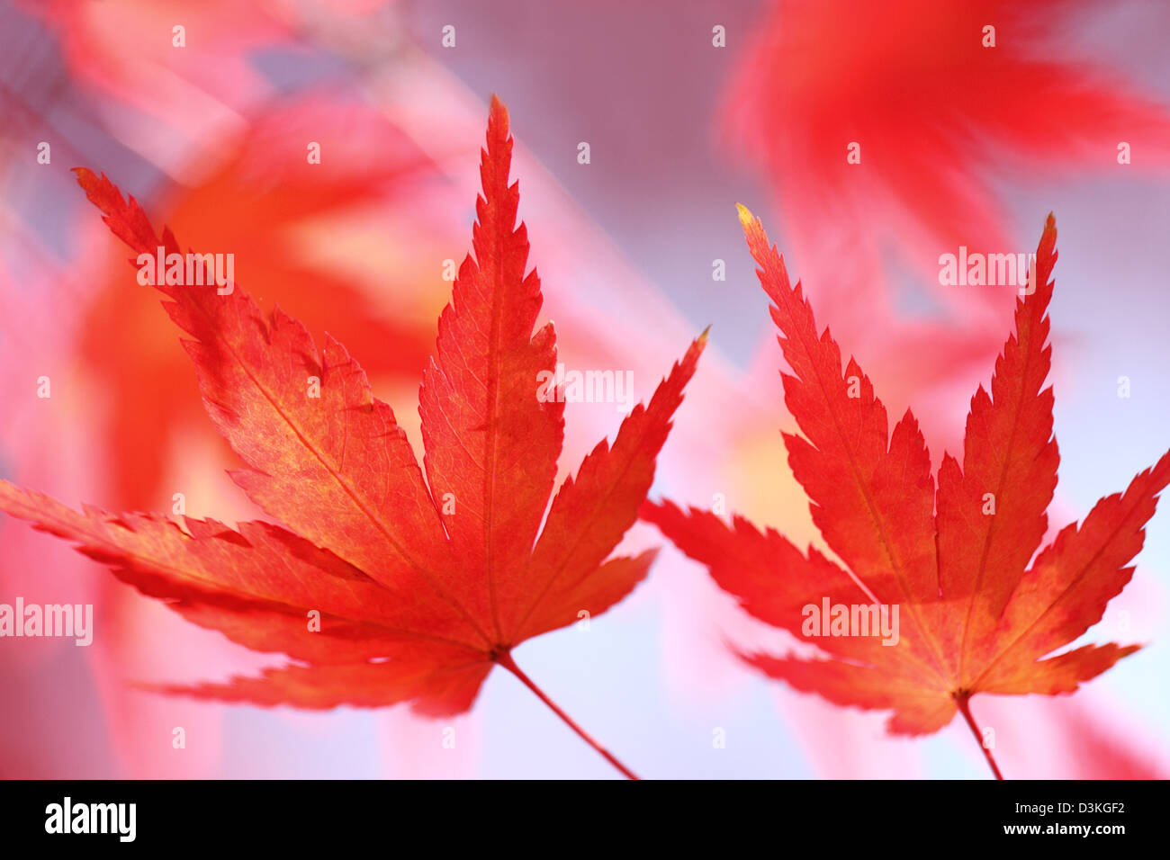 Two maple leaves one hi-res stock photography and images - Alamy