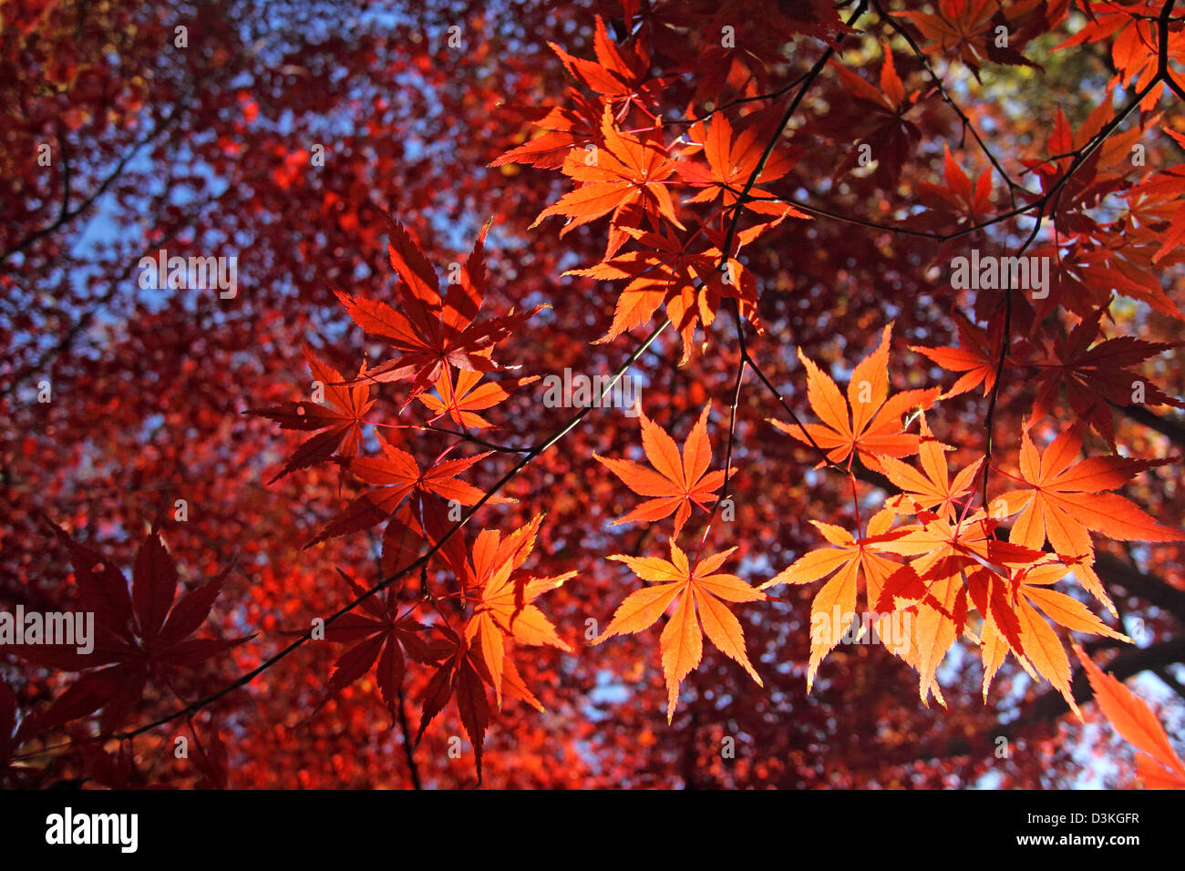 Red maple leaves Stock Photo - Alamy