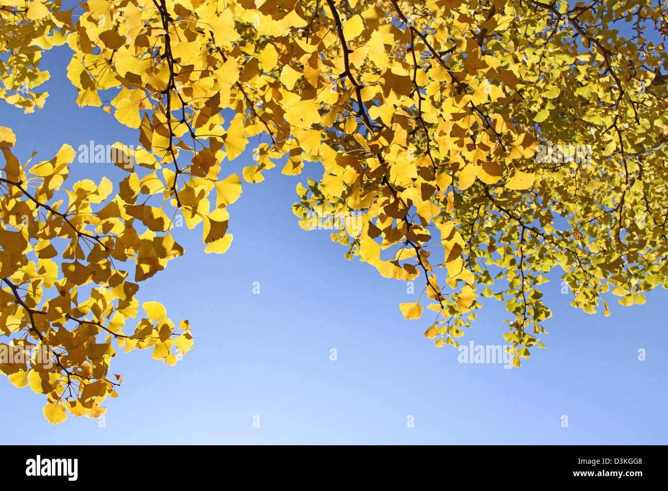Yellow leaves and blue sky Stock Photo - Alamy