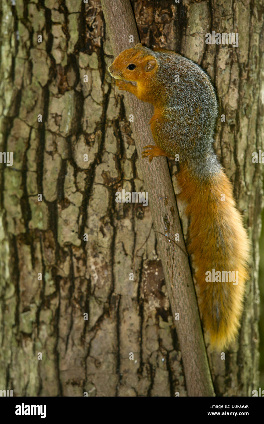 Red-bellied coast squirrel (Paraxerus palliatus), Shimba Hills National ...