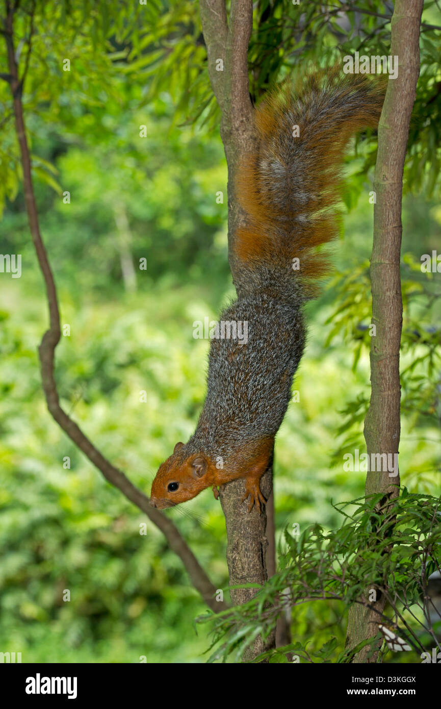 Paraxerus palliatus hi-res stock photography and images - Alamy