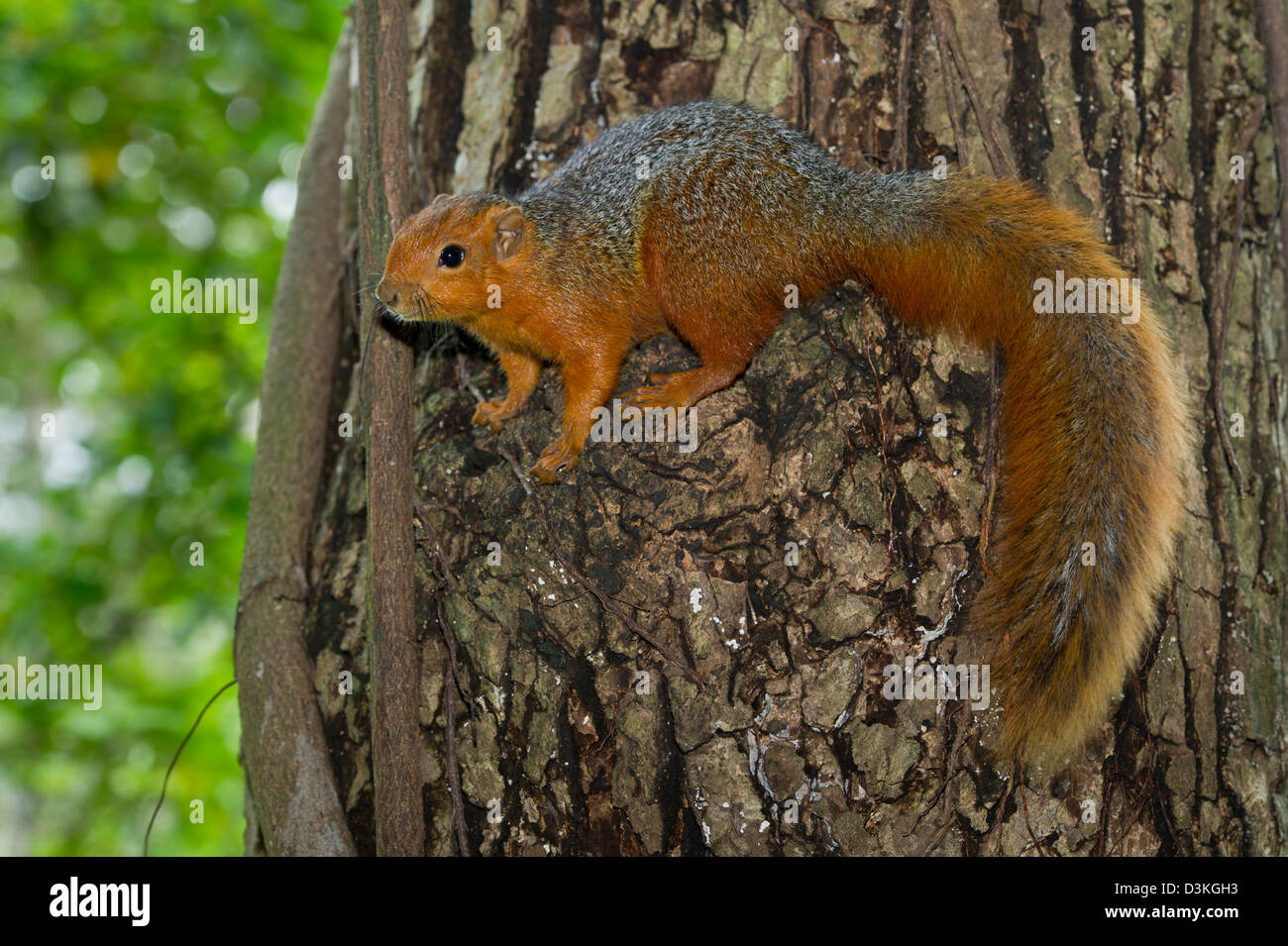 Red-bellied coast squirrel (Paraxerus palliatus), Shimba Hills National ...