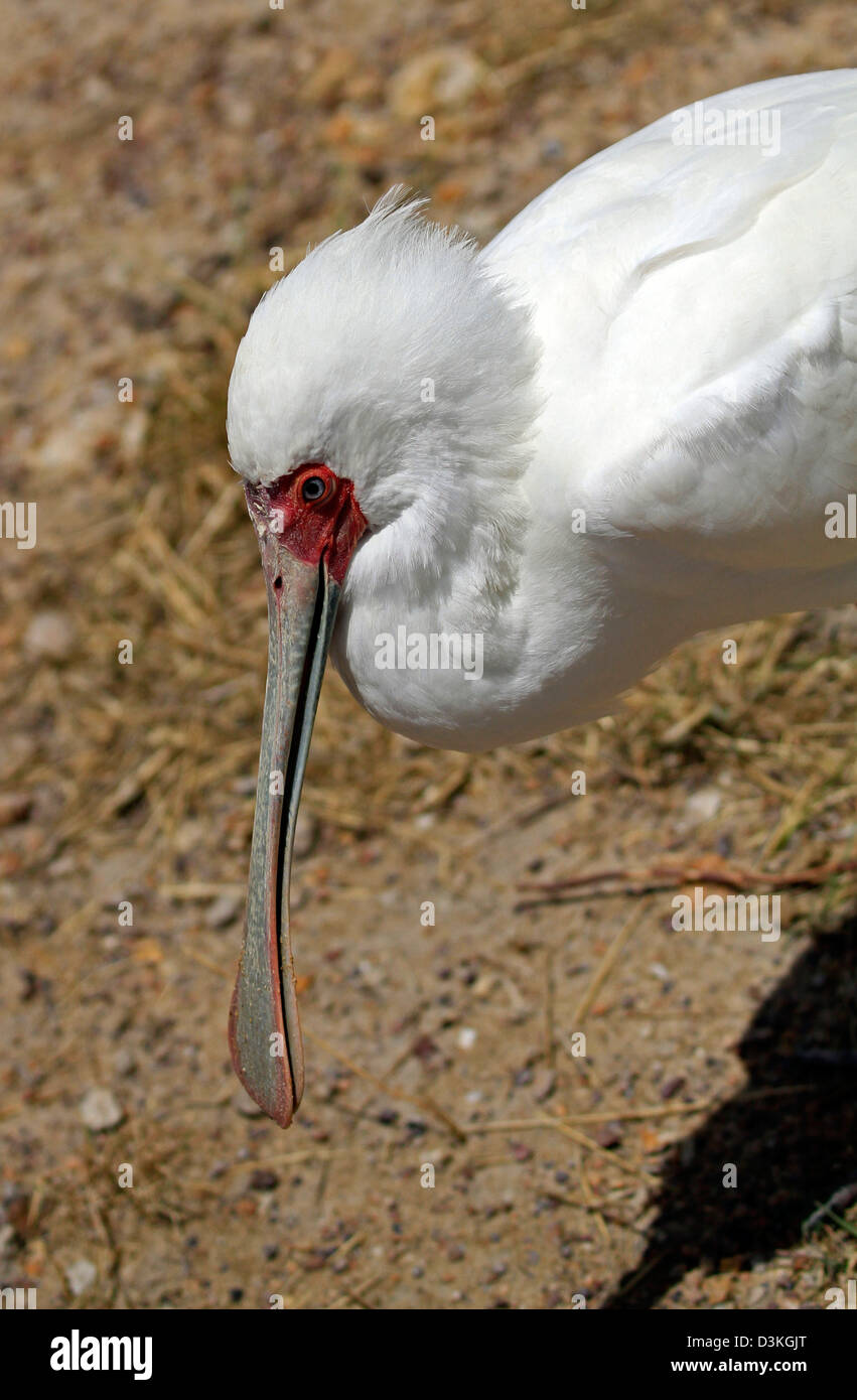 African spoon bill hi-res stock photography and images - Alamy