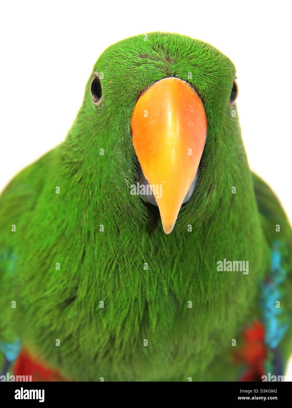 Eclectus parrot male Stock Photo - Alamy