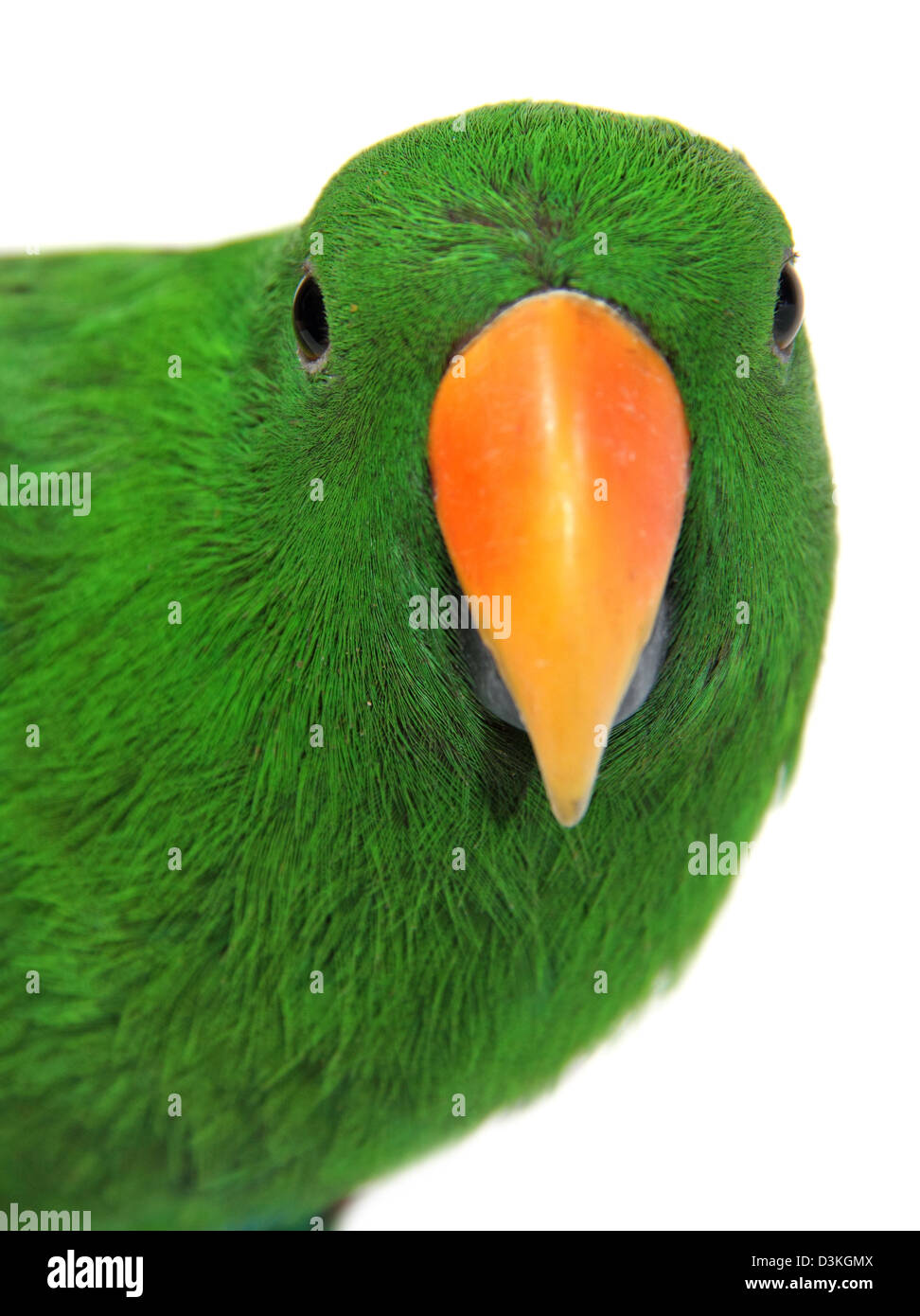Eclectus hi-res stock photography and images - Alamy