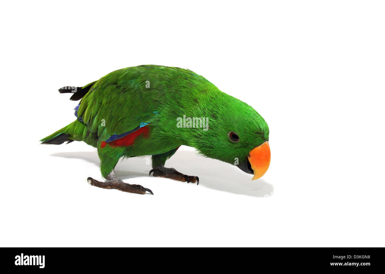 Eclectus parrot male Stock Photo - Alamy