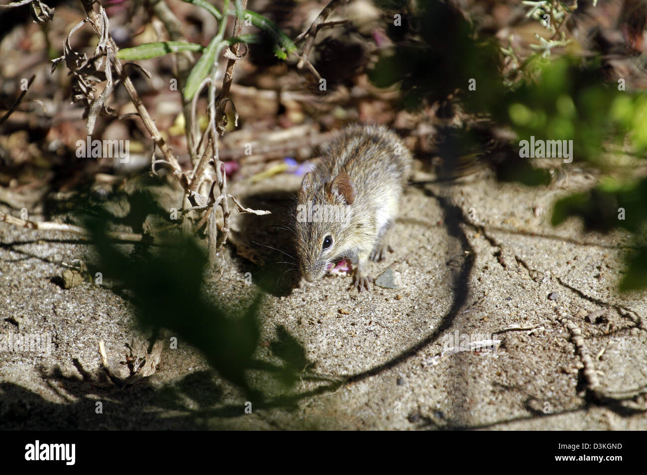 Rhabdomys pumilio (Four-striped grass mouse, Striped field mouse ...