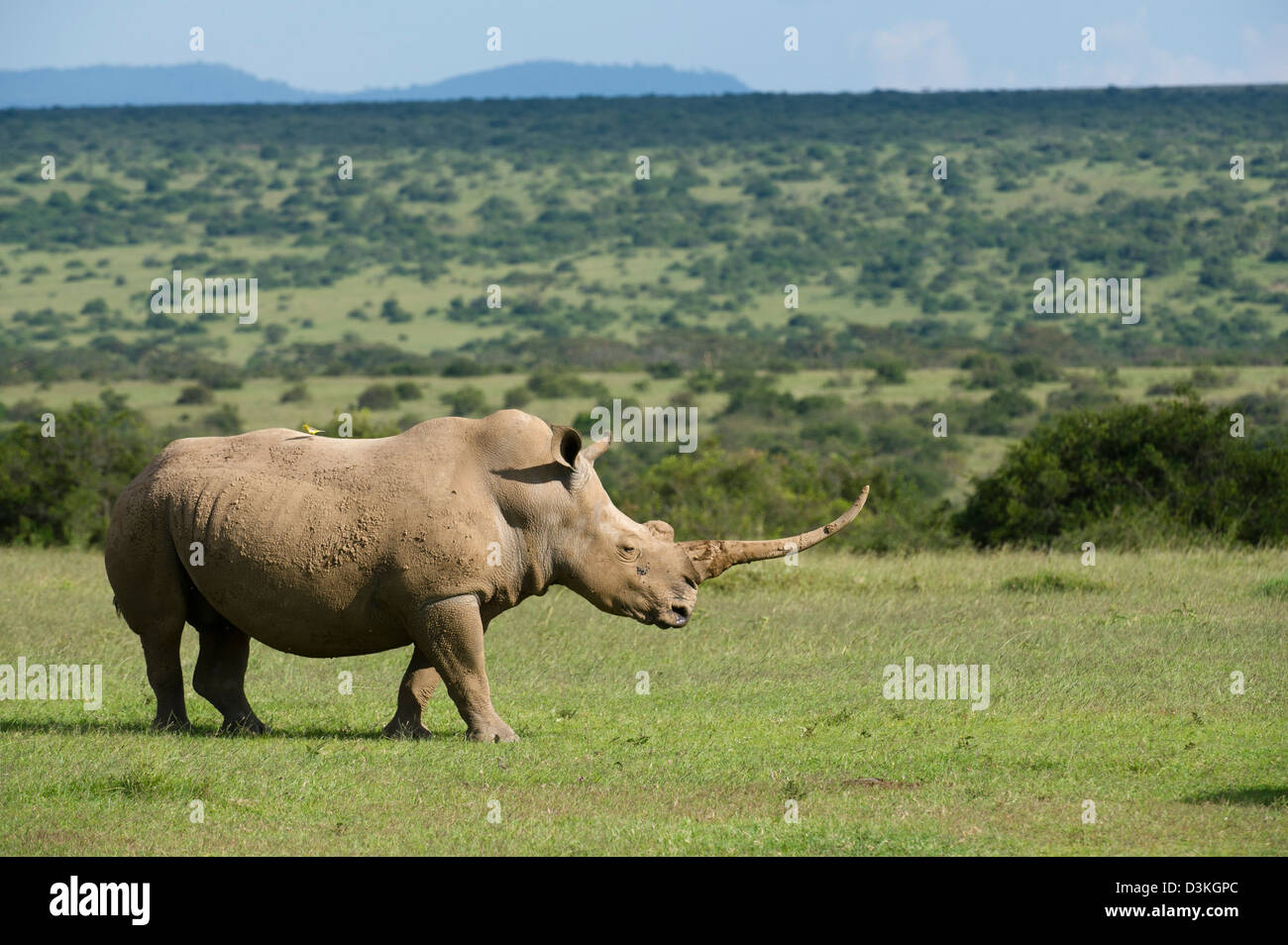 Solio Conservancy High Resolution Stock Photography and Images - Alamy