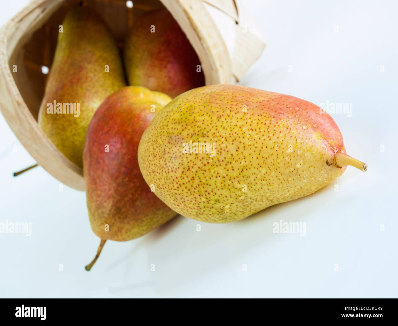 Ripe pear on white background. The cultivation of the pear in cool ...