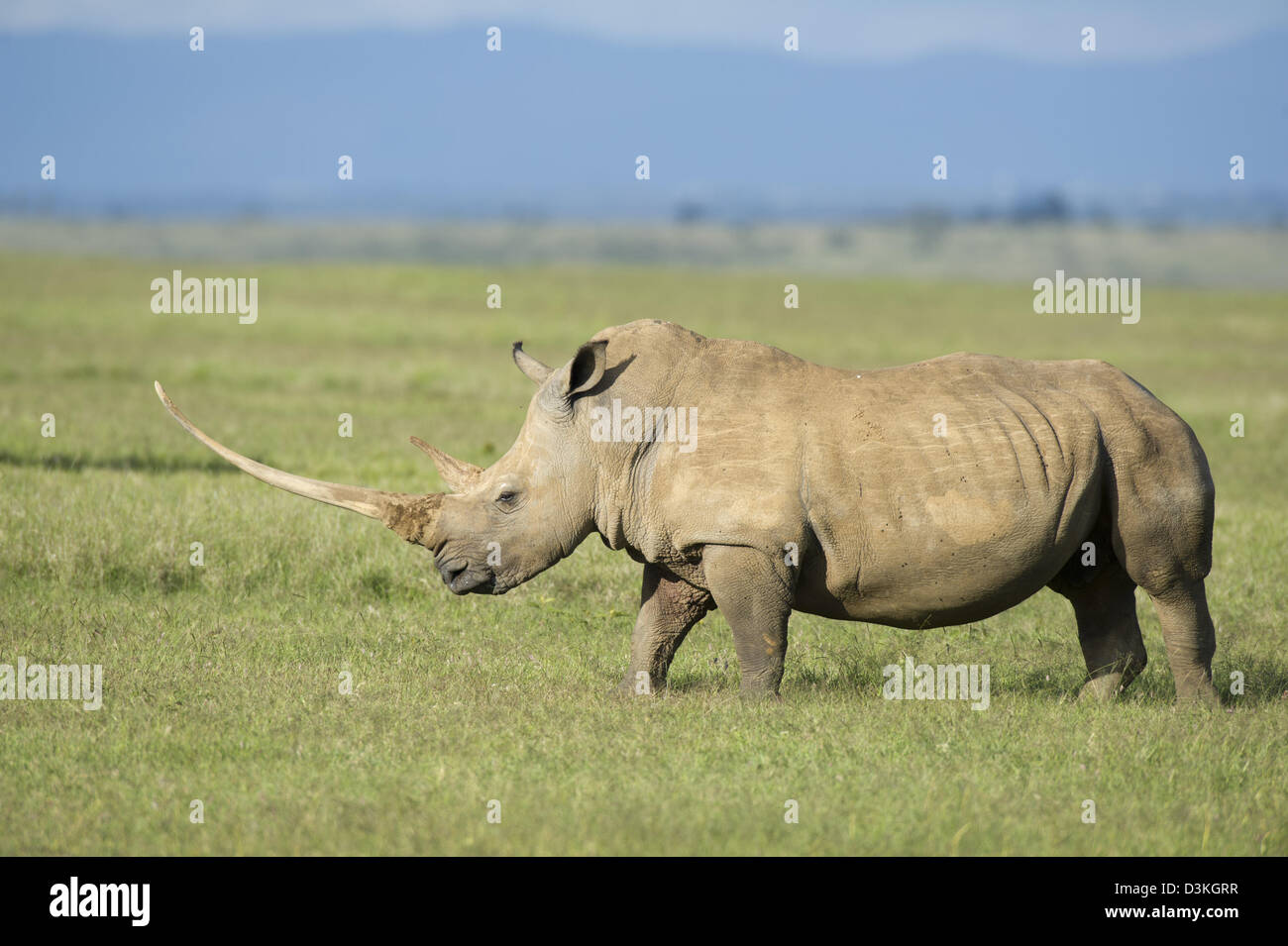 Solio Conservancy High Resolution Stock Photography and Images - Alamy