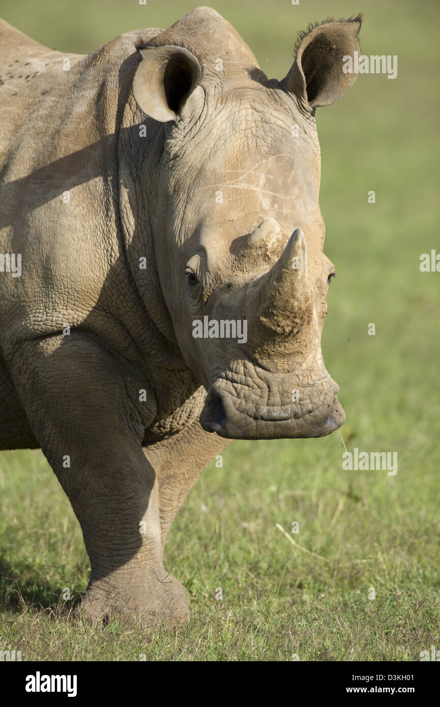 Solio Conservancy High Resolution Stock Photography and Images - Alamy