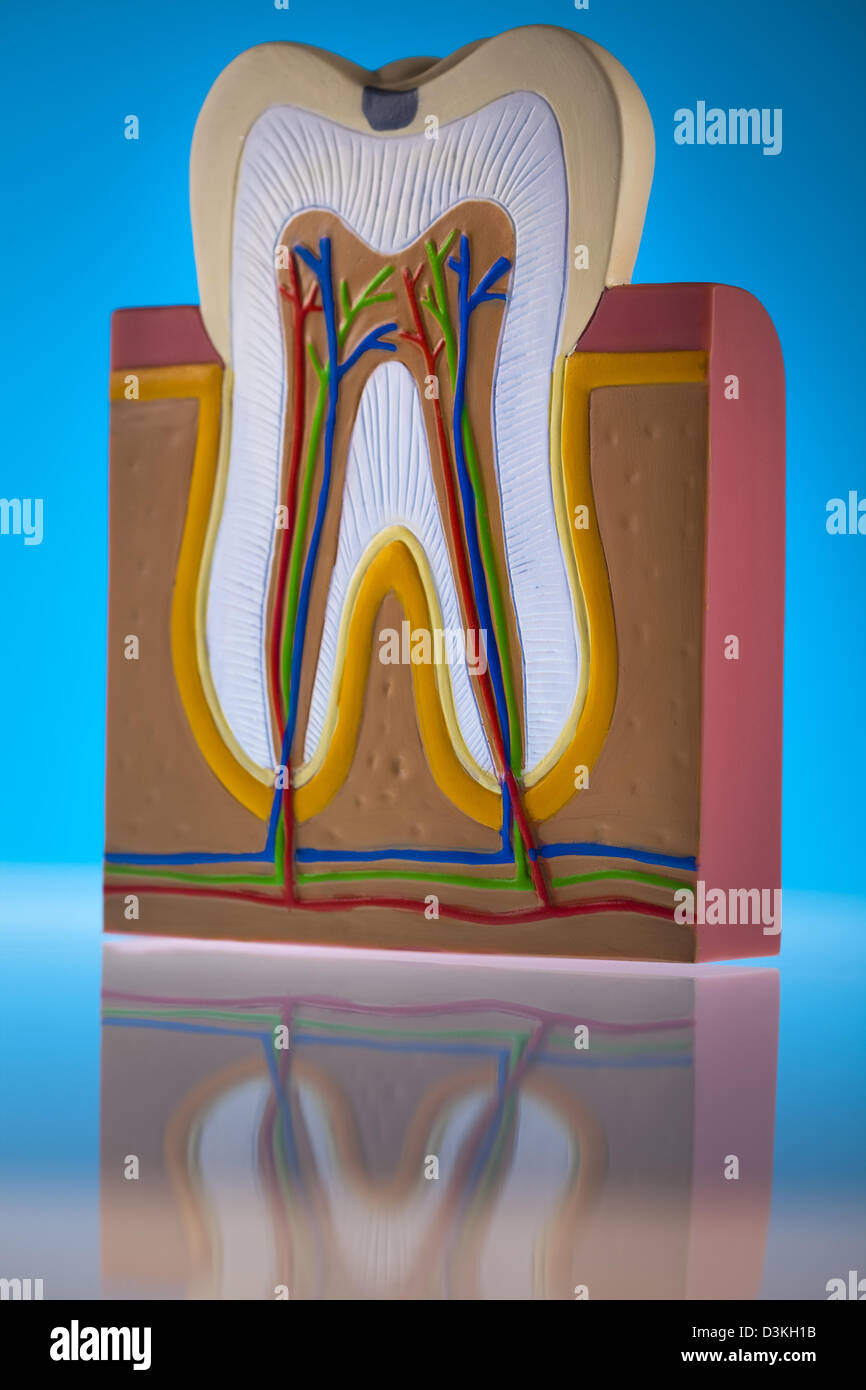 Human tooth structure Stock Photo - Alamy