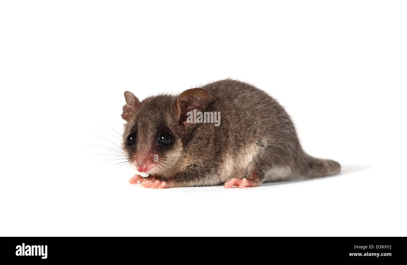 Eastern pygmy possum hi-res stock photography and images - Alamy