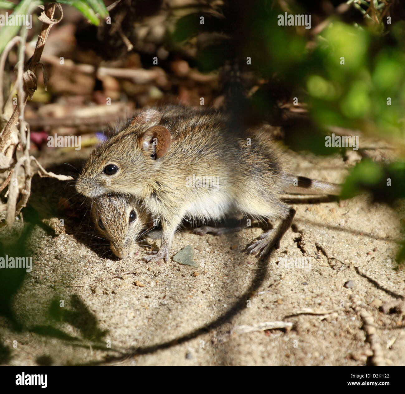 Rhabdomys pumilio (Four-striped grass mouse, Striped field mouse ...