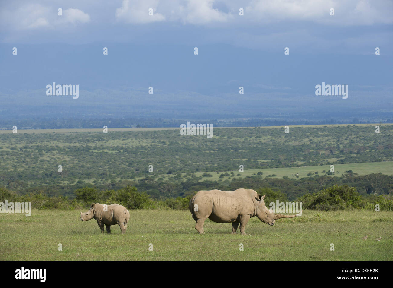 Solio Conservancy High Resolution Stock Photography and Images - Alamy