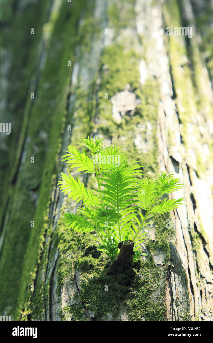 Japan sequoia hi-res stock photography and images - Alamy