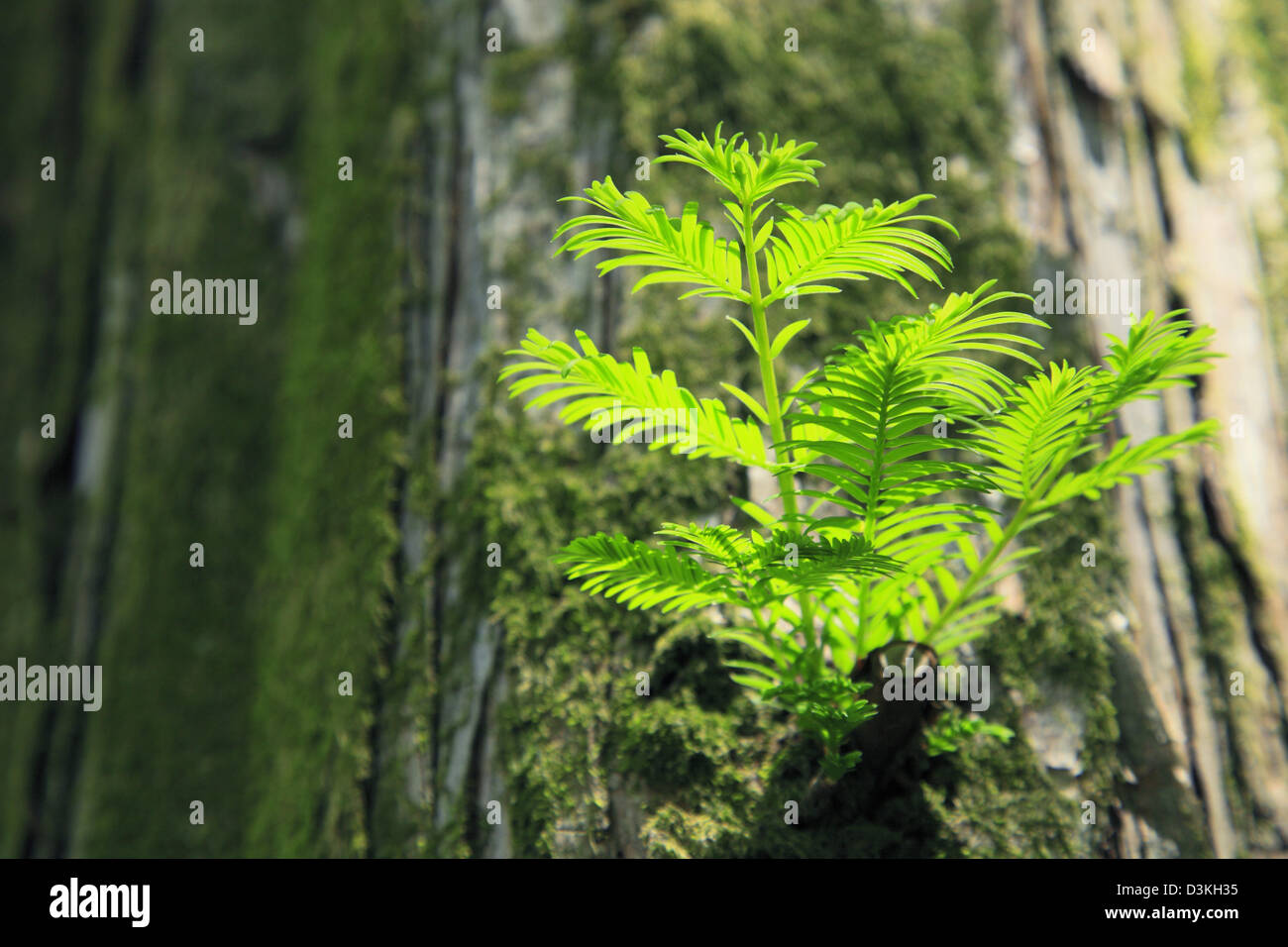 Japan sequoia hi-res stock photography and images - Alamy