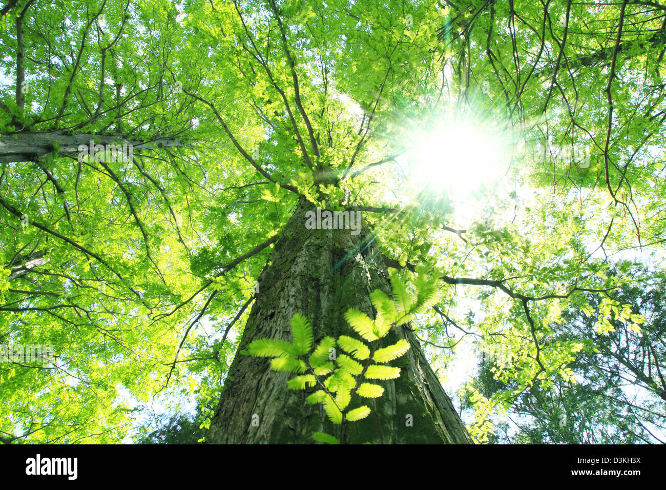 Japan sequoia hi-res stock photography and images - Alamy