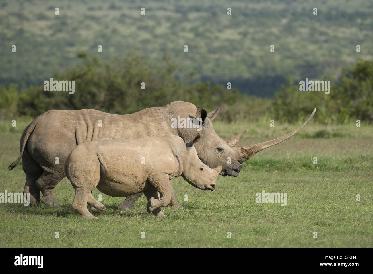 Solio Conservancy High Resolution Stock Photography and Images - Alamy