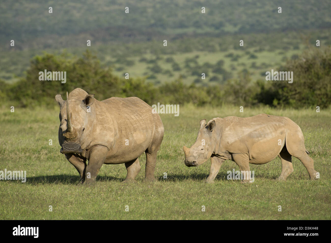 Solio conservancy hi-res stock photography and images - Alamy