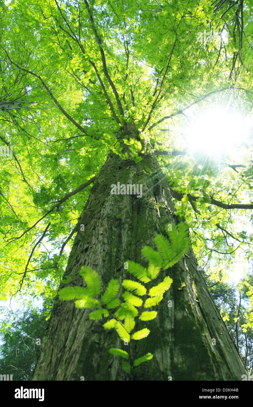 Japan sequoia hi-res stock photography and images - Alamy