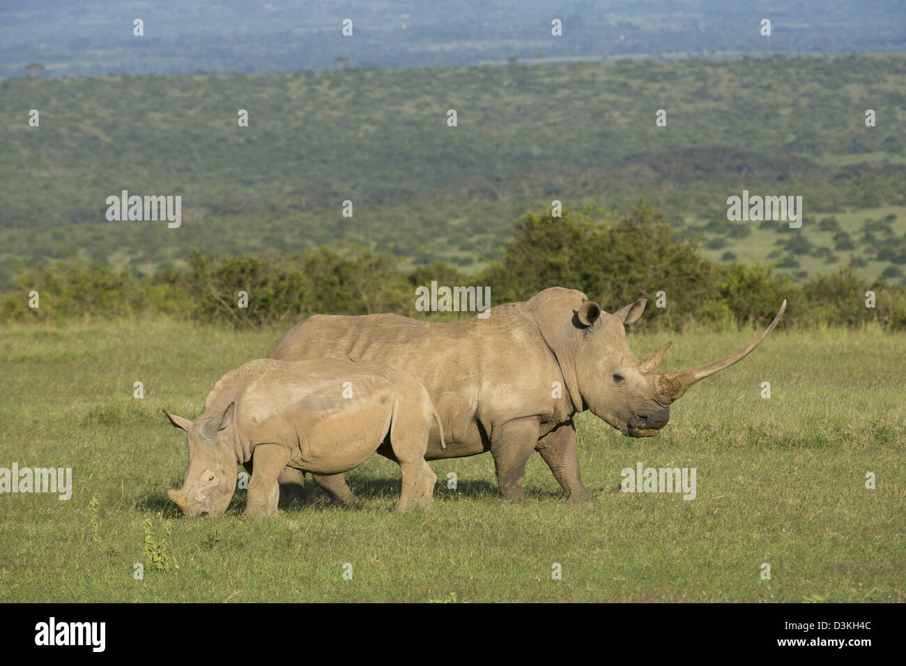 Solio Conservancy High Resolution Stock Photography and Images - Alamy