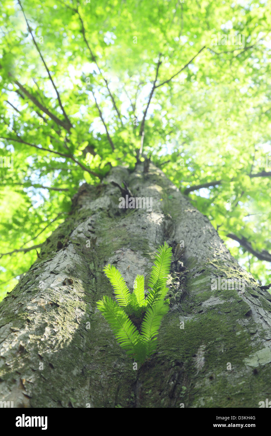 Japan sequoia hi-res stock photography and images - Alamy