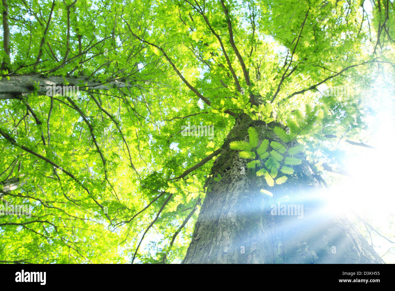 Japan sequoia hi-res stock photography and images - Alamy