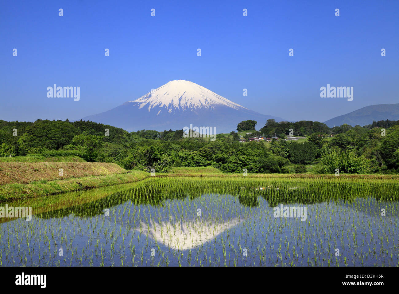 Mount Fuji reflected in a rice field Stock Photo - Alamy