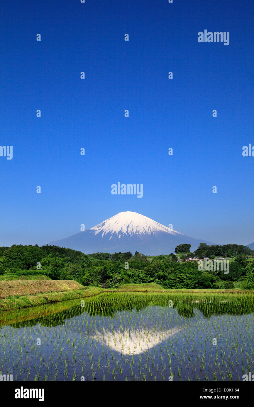Mount Fuji reflected in a rice field Stock Photo - Alamy