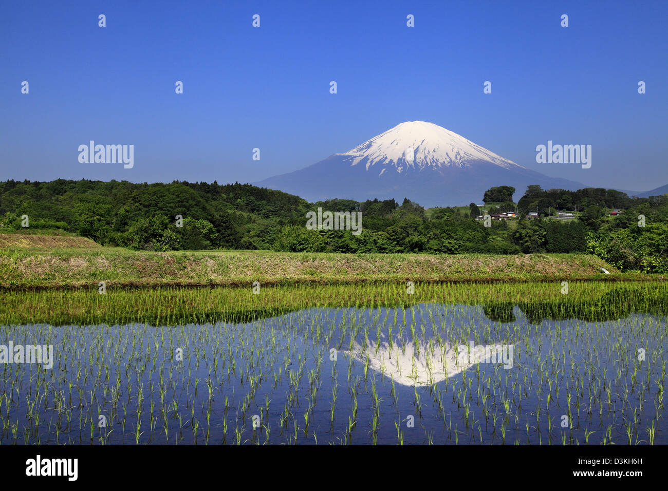 Mount Fuji reflected in a rice field Stock Photo - Alamy
