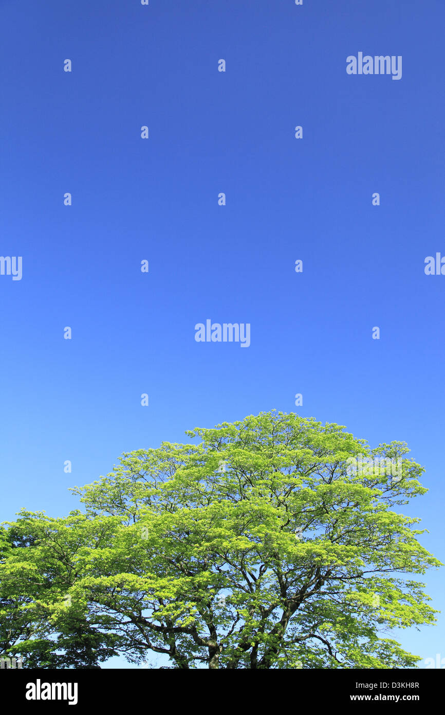 Tree and blue sky Stock Photo - Alamy