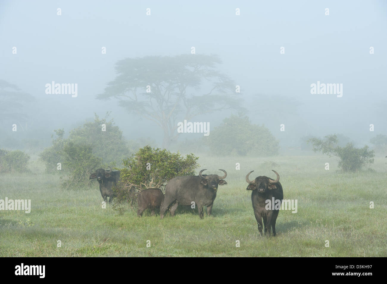 Solio conservancy hi-res stock photography and images - Alamy