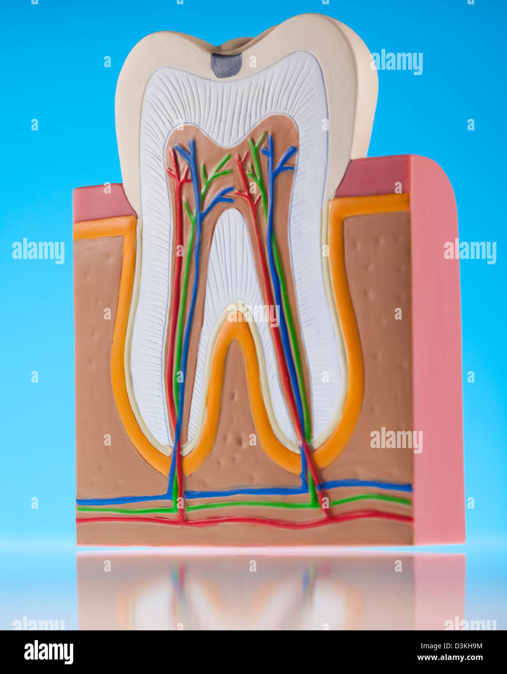 Human tooth structure Stock Photo - Alamy