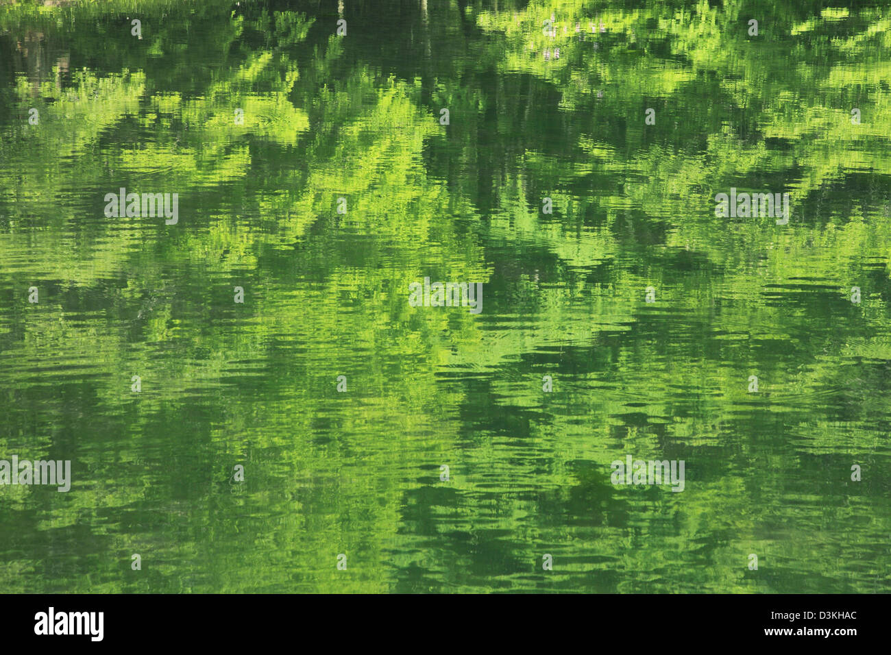 Trees reflection in the water Stock Photo - Alamy