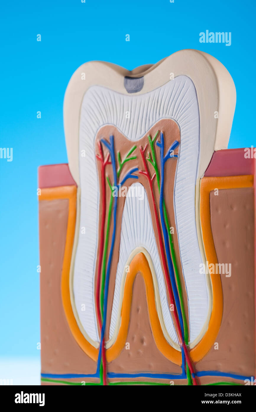 Human tooth structure Stock Photo - Alamy