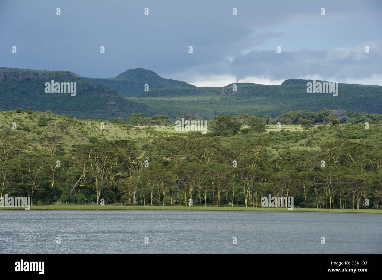 Yellow fever trees at the shore of Lake Elmenteita, Soysambu ...