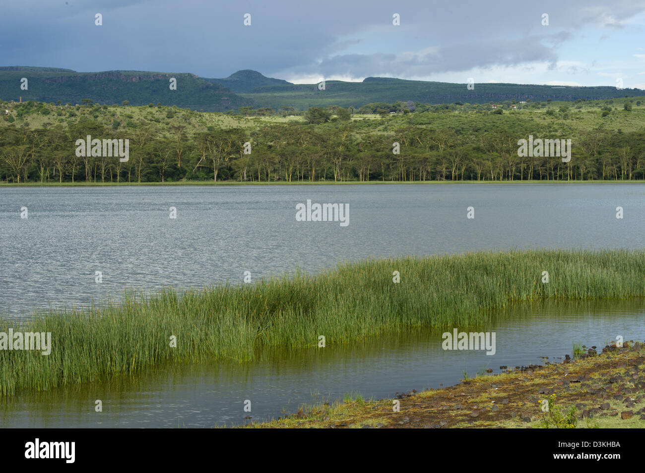 Yellow fever trees at the shore of Lake Elmenteita, Soysambu ...