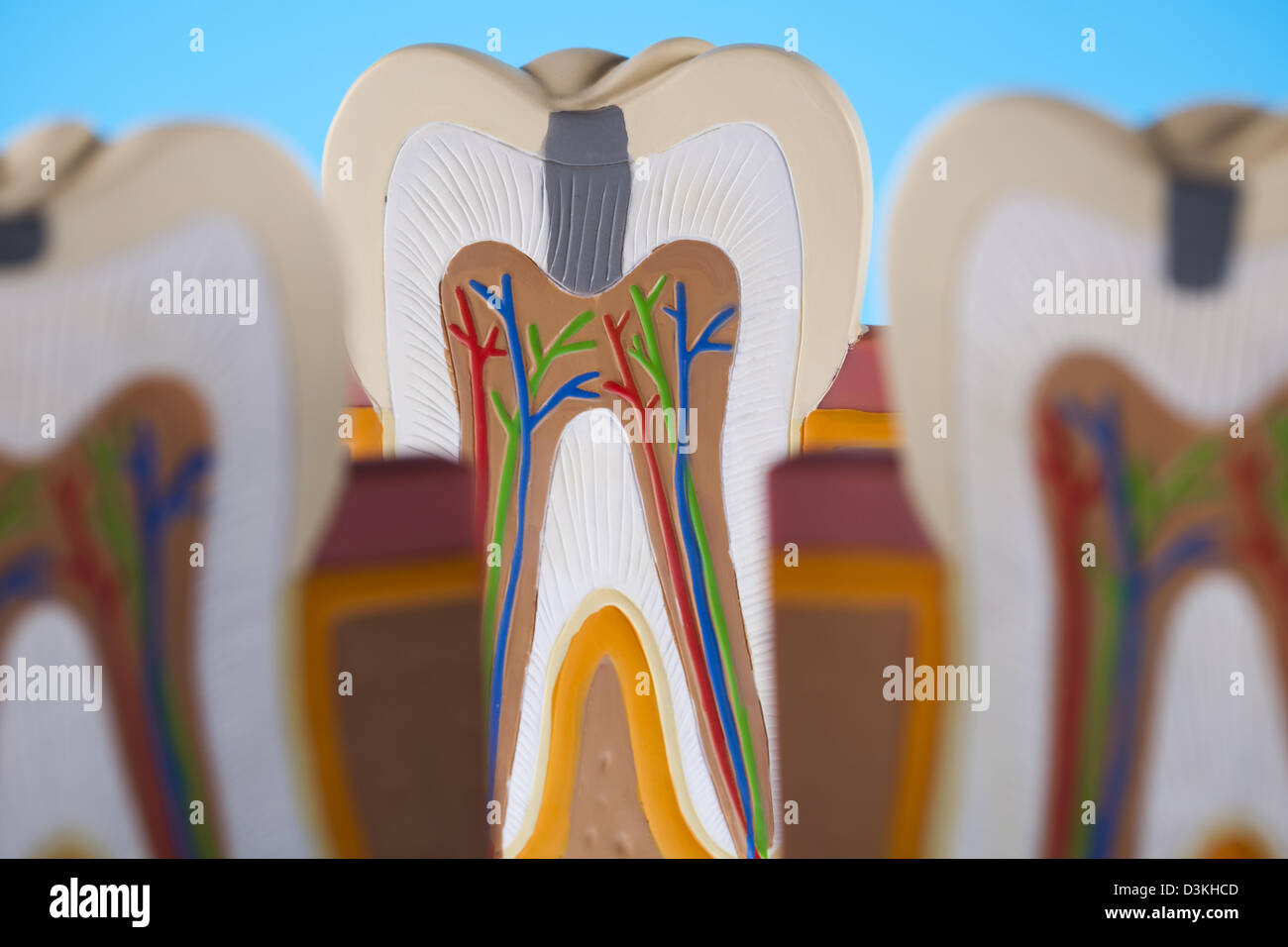Human tooth structure hi-res stock photography and images - Alamy