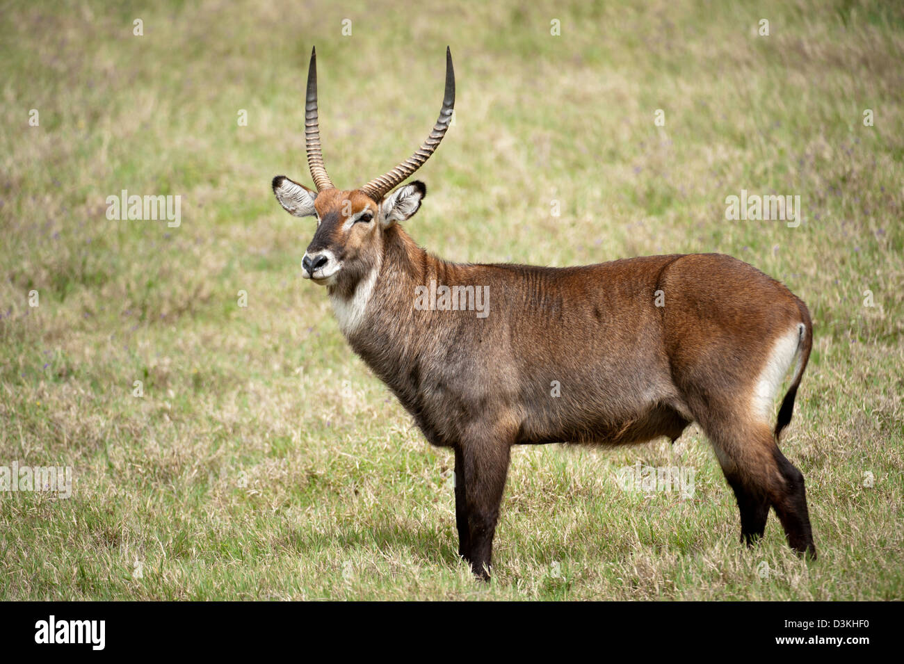 Defassa waterbuck (Kobus ellipsiprymnus defassa), Soysambu Conservancy ...