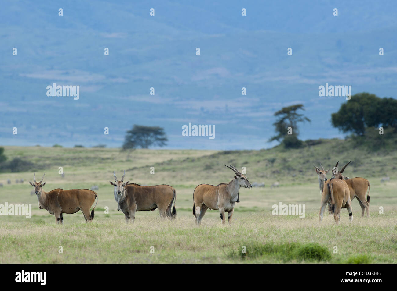 Common eland (Tragelaphus oryx), Soysambu Conservancy, Kenya Stock ...