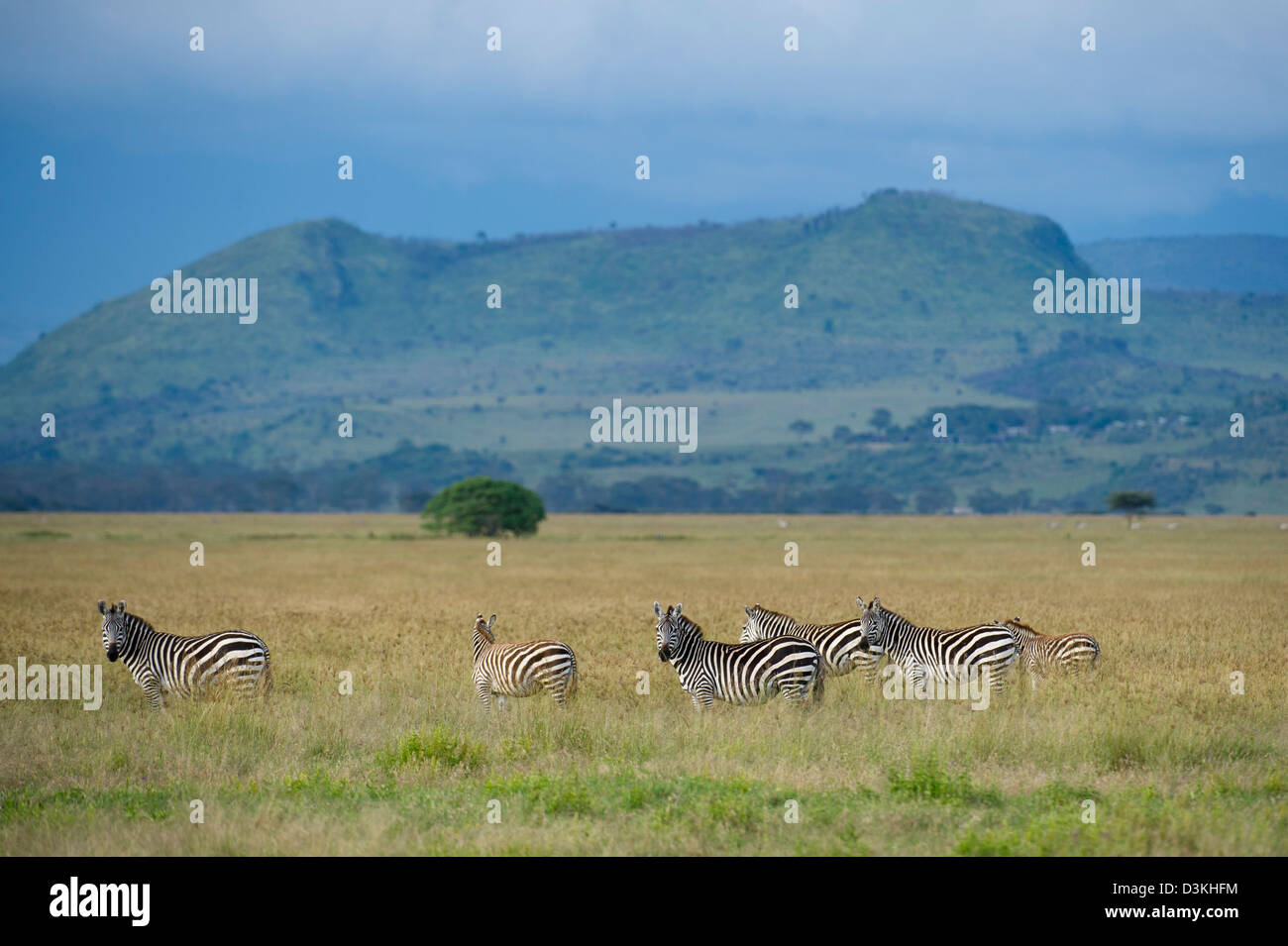 Soysambu conservancy hi-res stock photography and images - Alamy