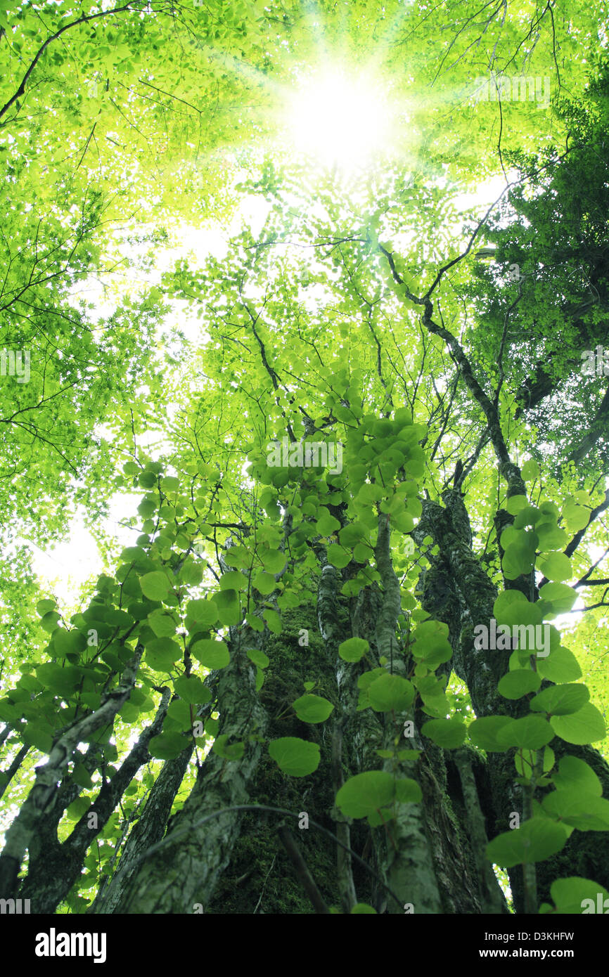 Trees and sunlight Stock Photo - Alamy