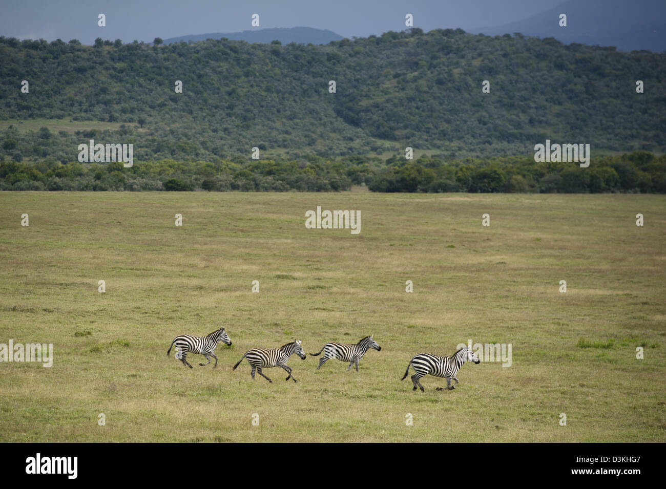 Soysambu conservancy hi-res stock photography and images - Alamy
