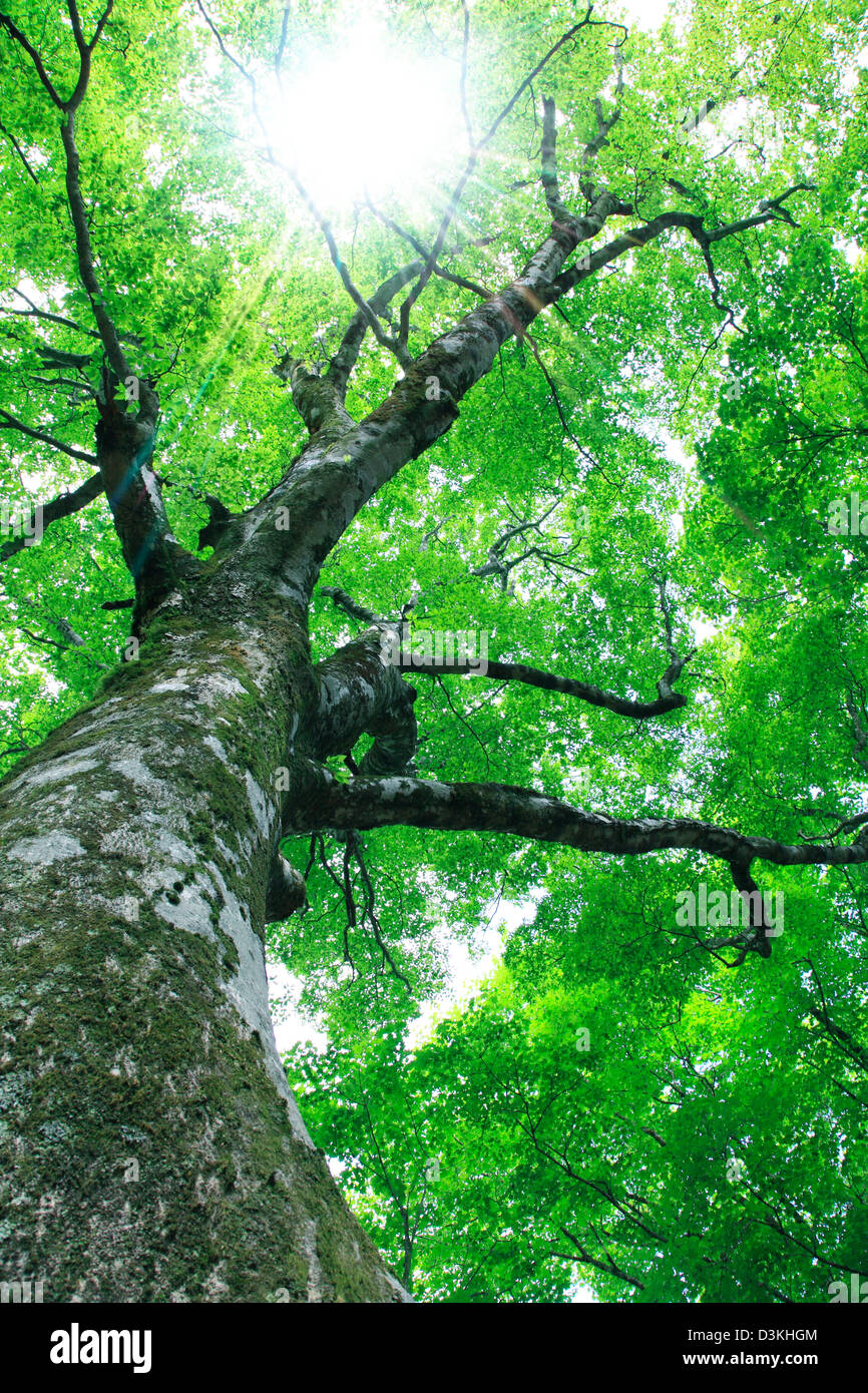 Buna High Resolution Stock Photography and Images - Alamy