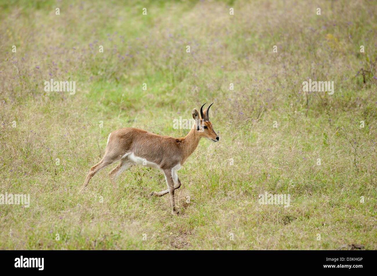 Bohor reedbuck, Redunca redunca, Soysambu Conservancy, Kenya Stock ...