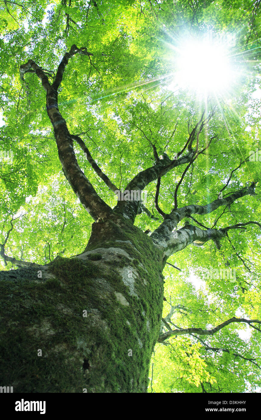 Buna tree hi-res stock photography and images - Alamy